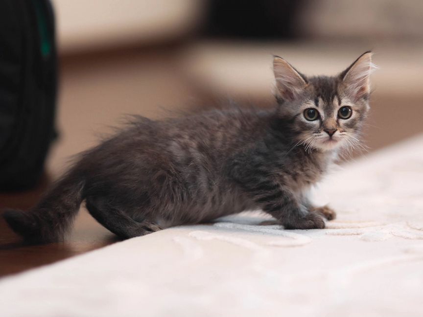 Котенок мальчик 2.5 мес