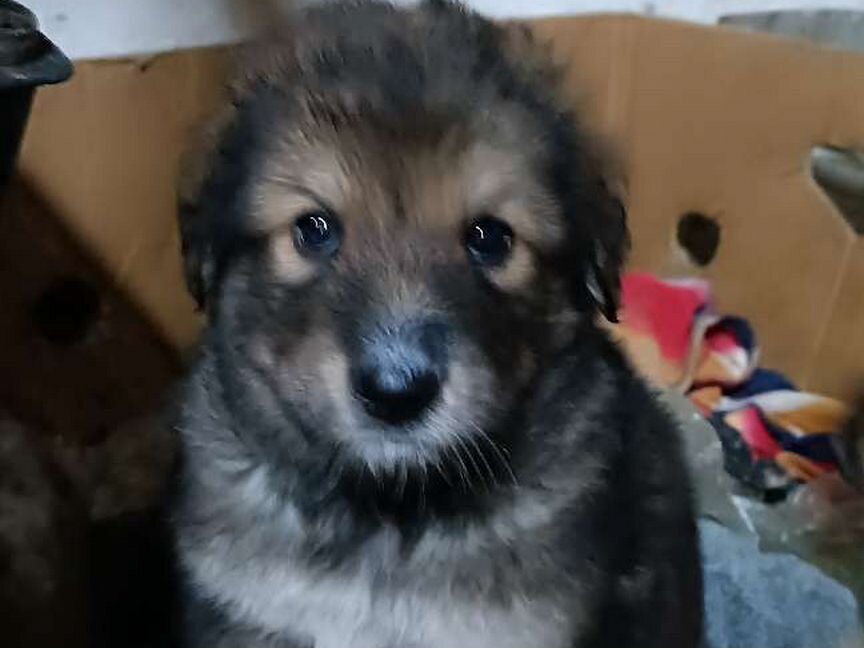 Мини овчарки в добрые руки