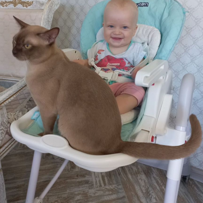 Бурманские котята