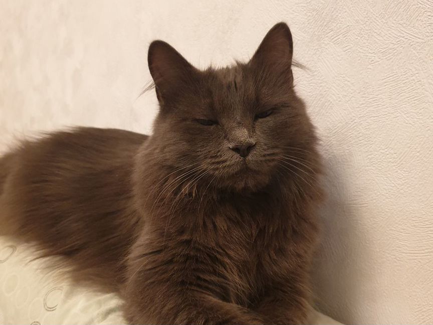 Отдам в добрые руки