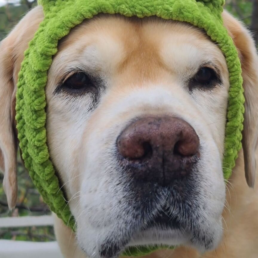 Шапки для собак больших пород лабрадоров