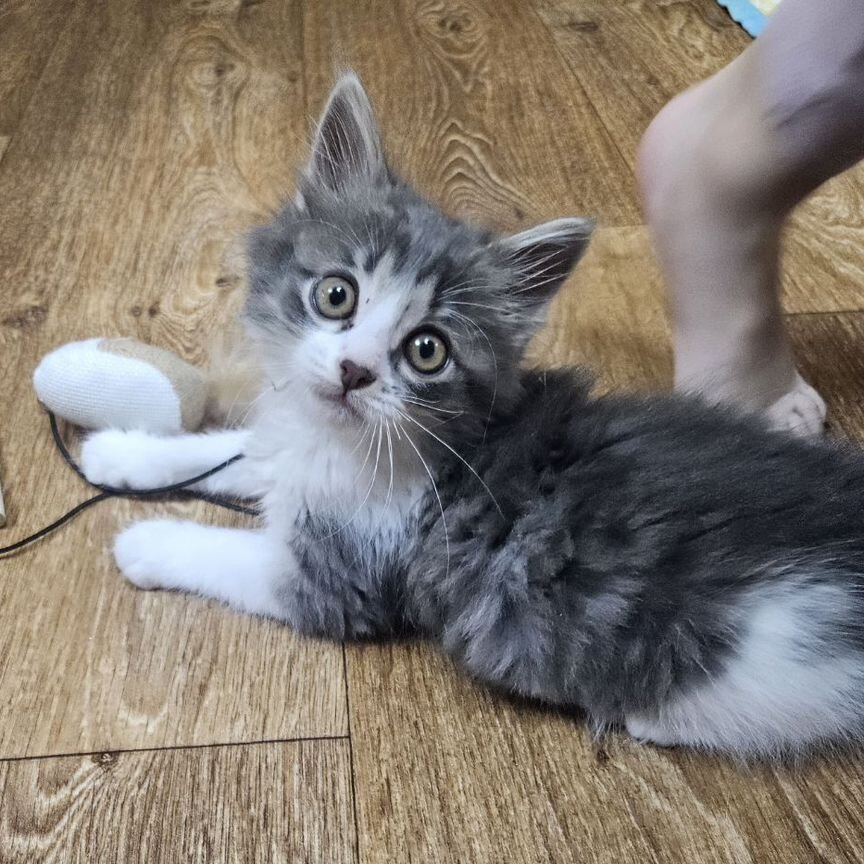 Котенок