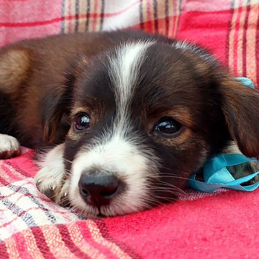 Крохотный щенок в дар