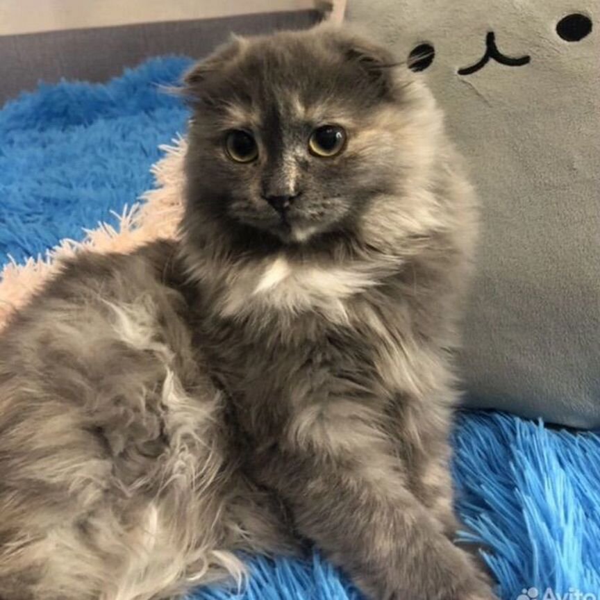 Кошки в добрые руки