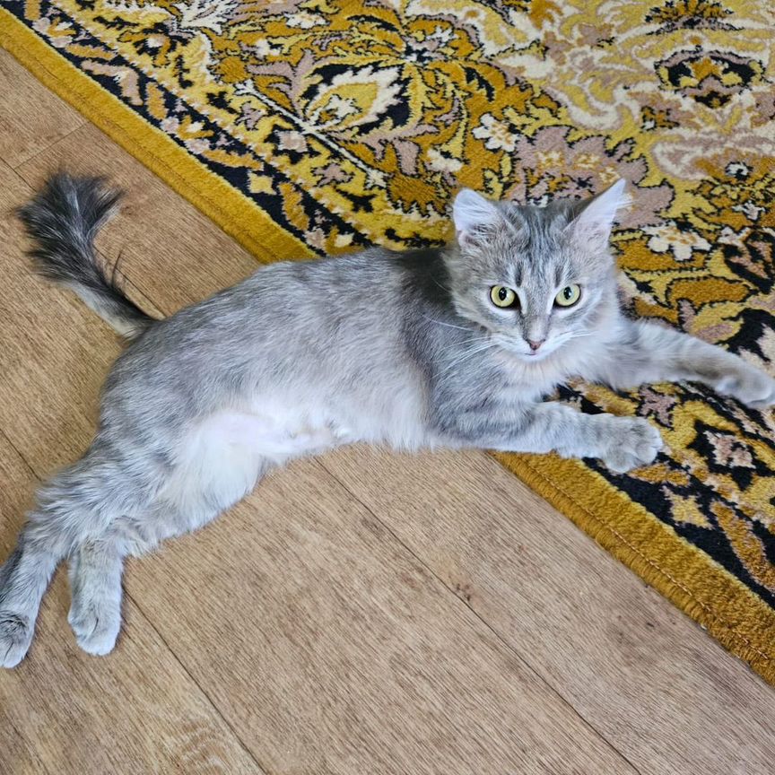 Кошечка молодая