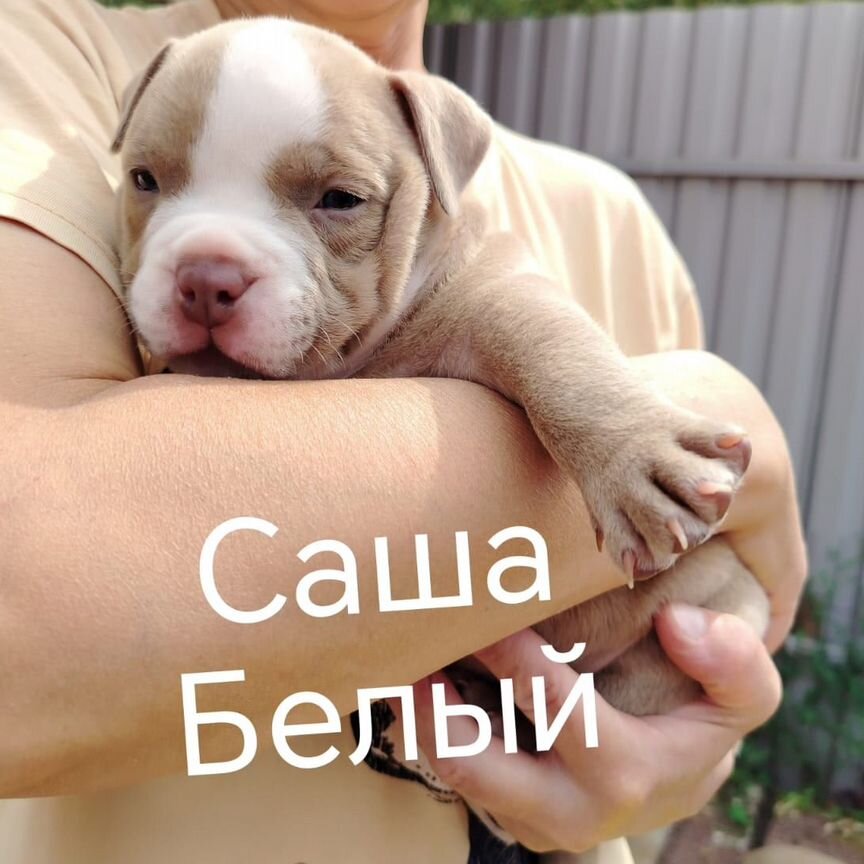 Продам щенков Американского булли