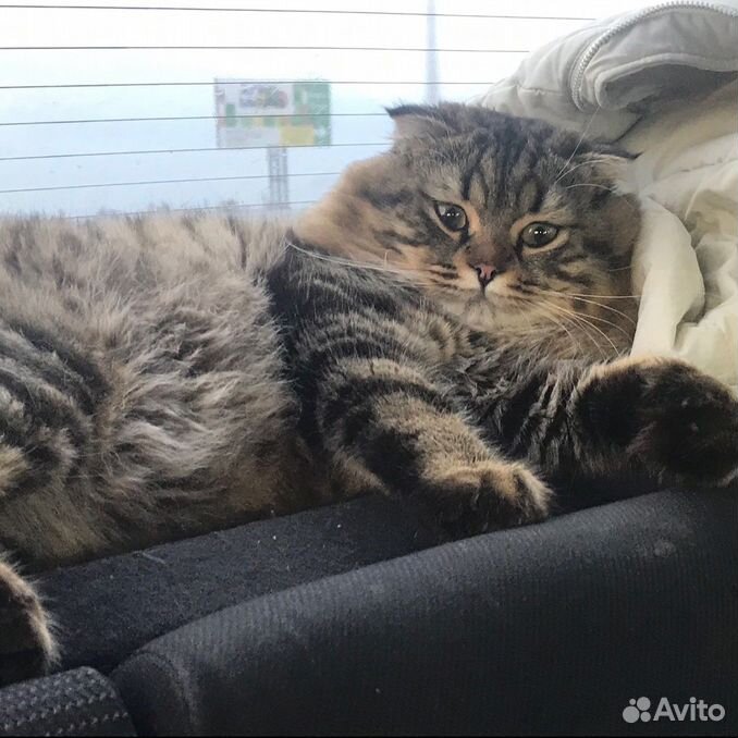 Кот для связки
