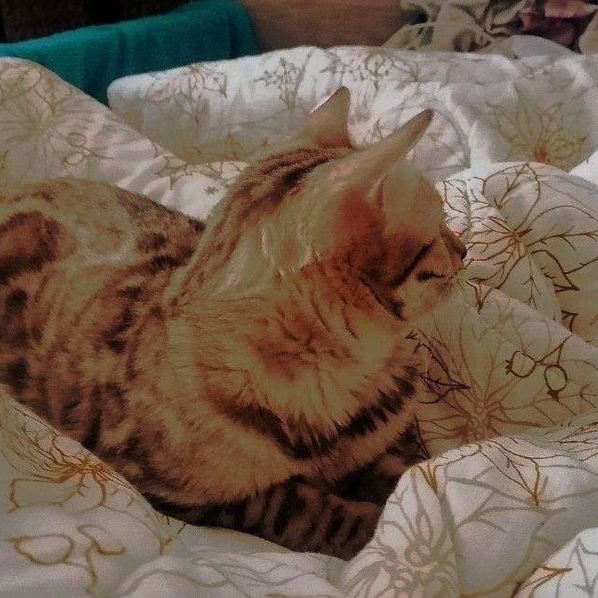 Бенгальская кошечка