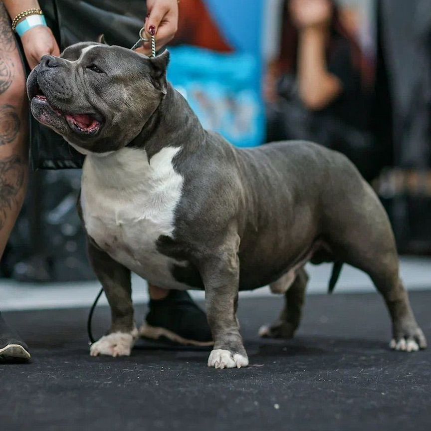 Американский булли покет