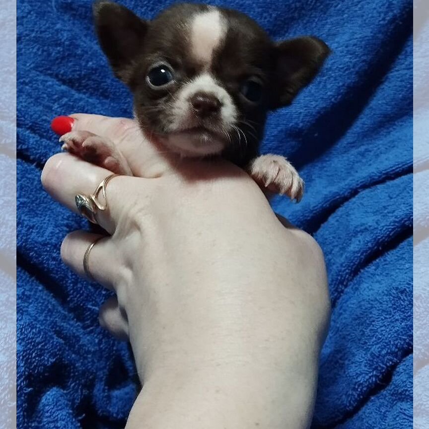 Чихуахуа, щенок