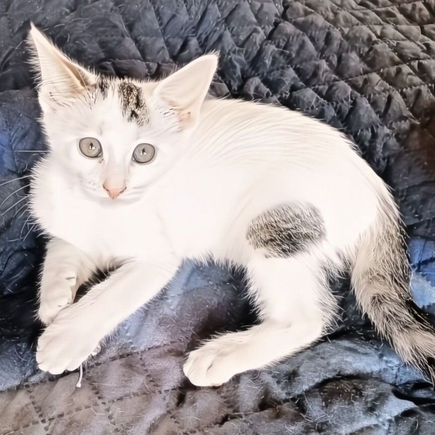 Европейский короткошёрстный котёнок