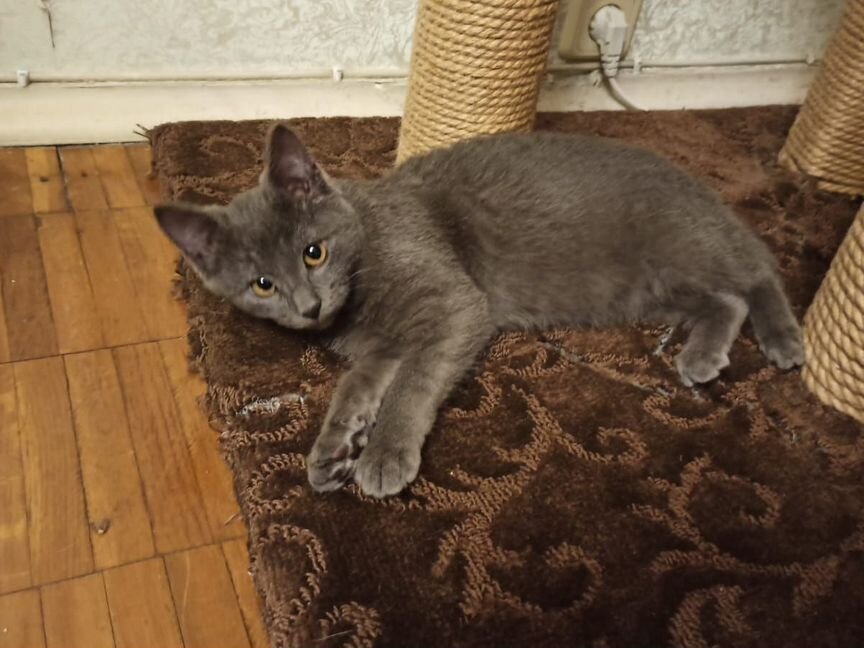 Серенький котик в добрые руки