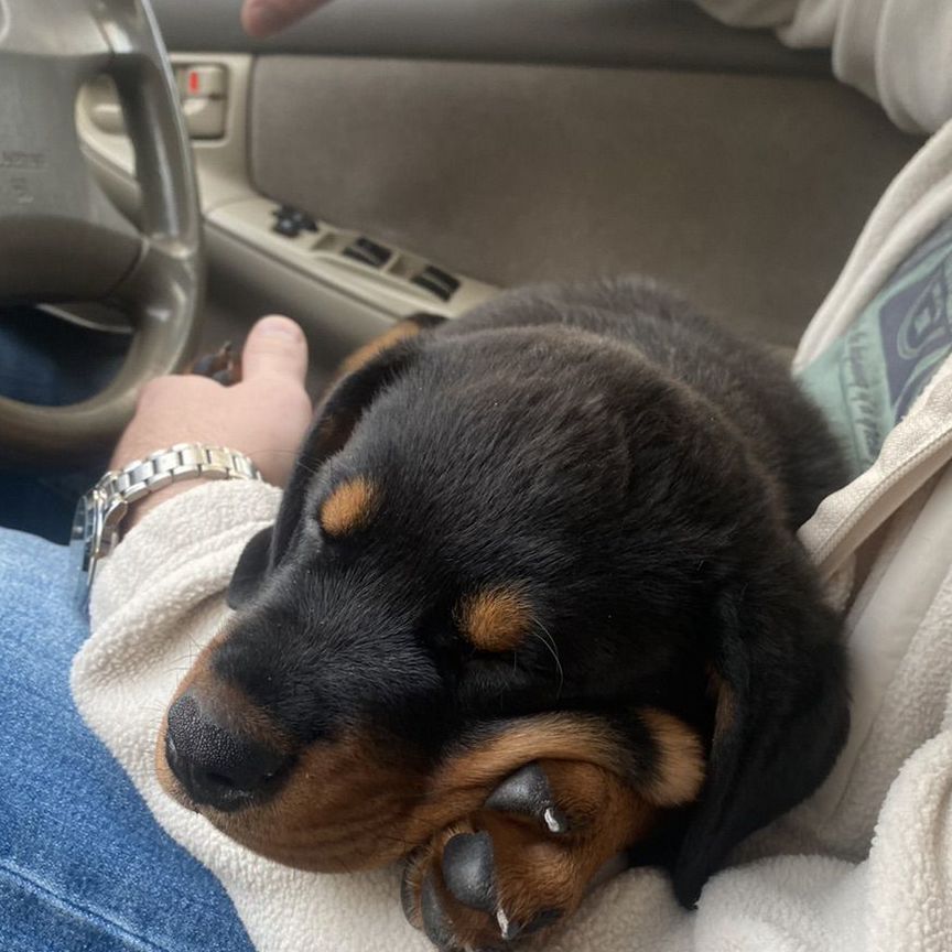 Ротвейлер, щенок