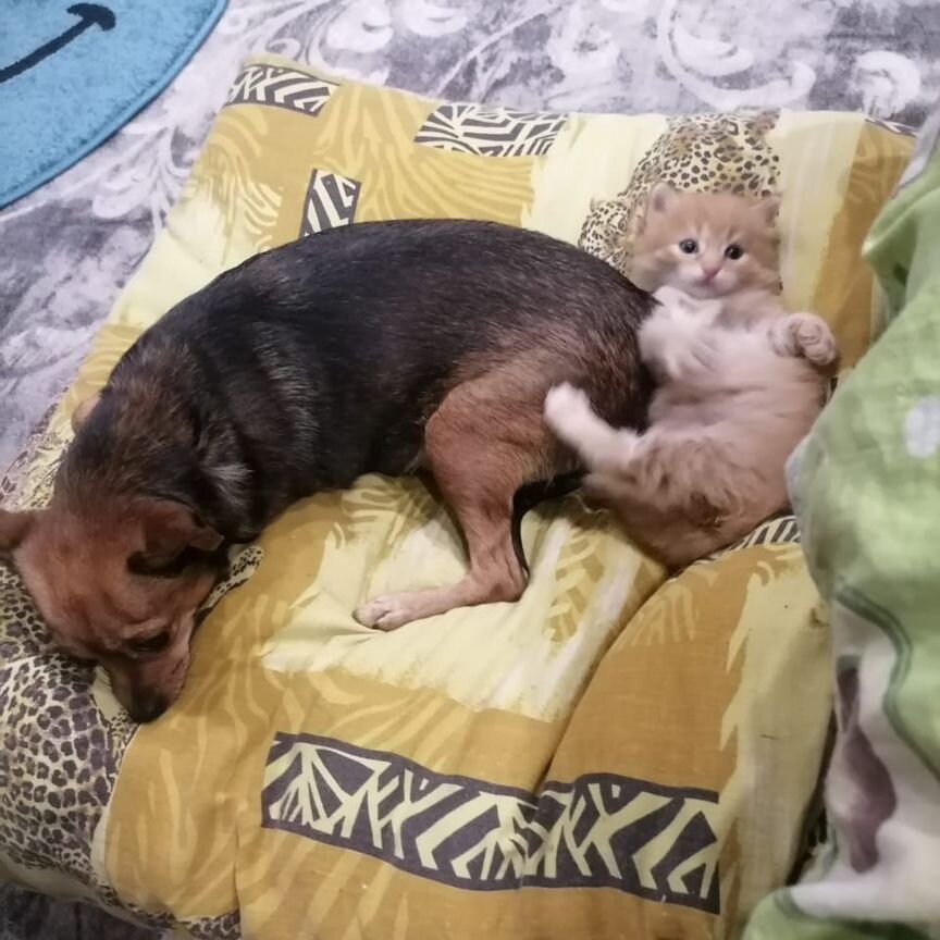 Рыжий котенок в добрые руки