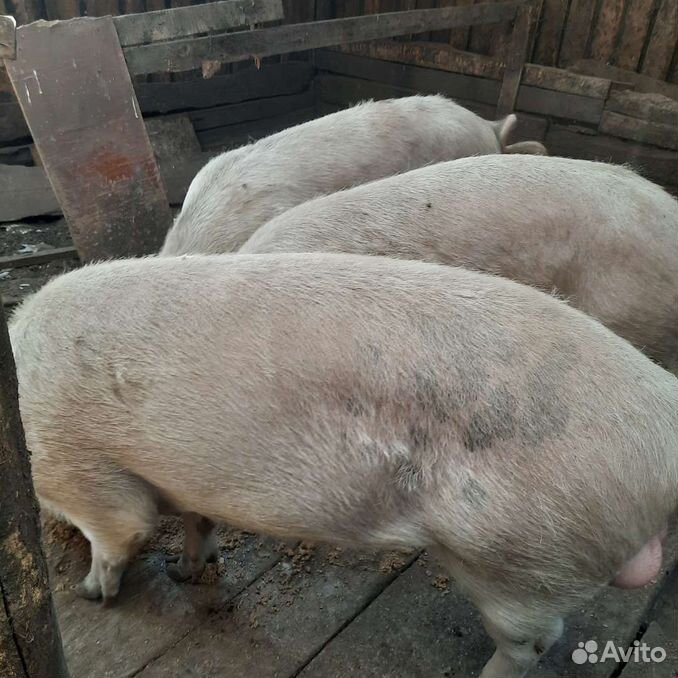 Продам хряка