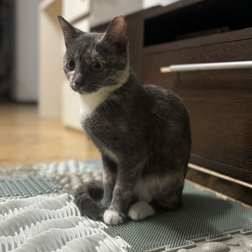 Котик в добрые руки