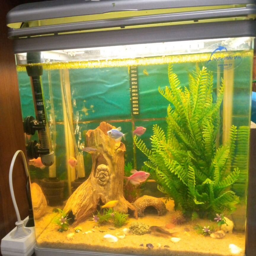 Аквариум 50 литров,с рыбками,и всей декорацией