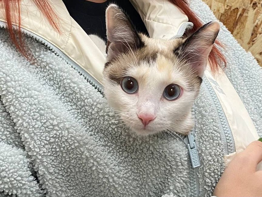 Кошка, Лаки