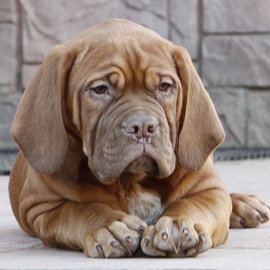 Девочка бордоского дога