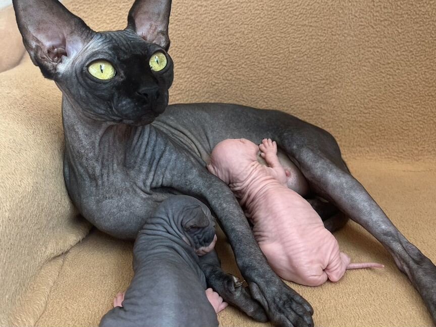 Канадский сфинкс кошка с котятами