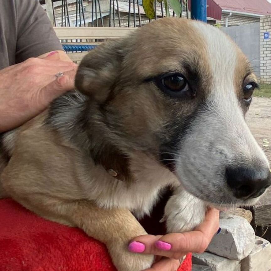 Щенок девочка Капа, 5 мес