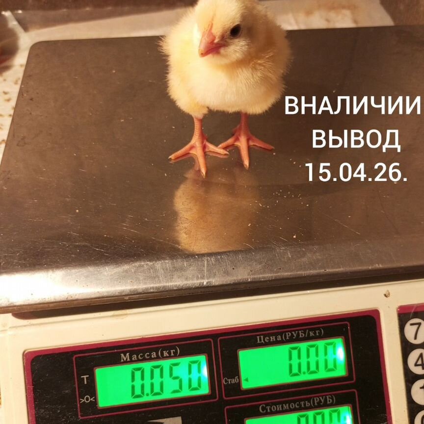 Вналичии есть бройлеры