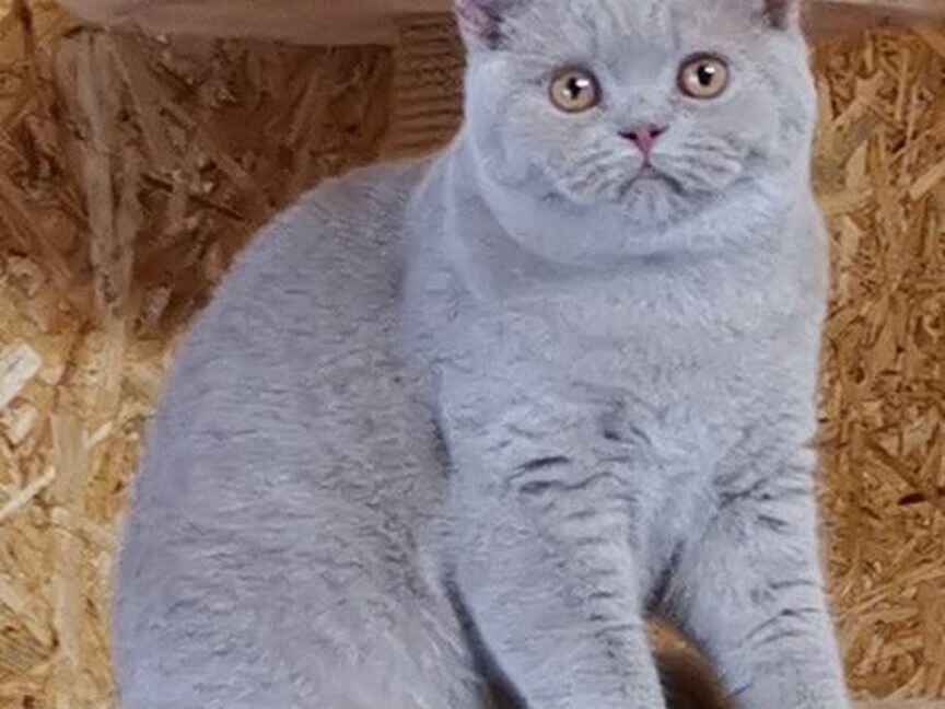Кошка фавн короткошерстная британская