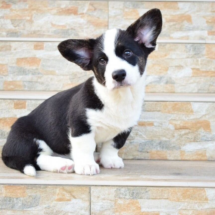 Вельш-корги