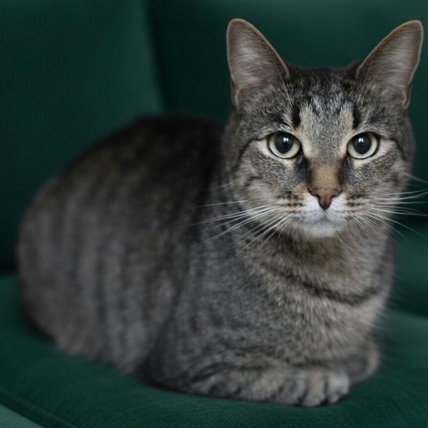 Взрослая, кошка в добрые руки