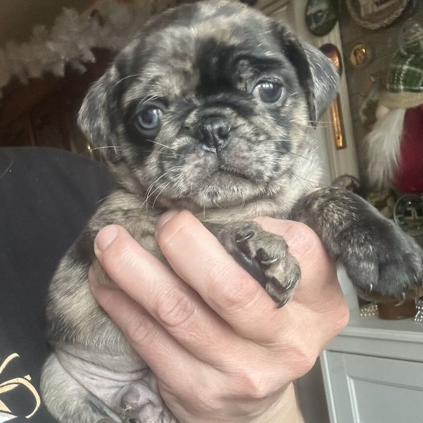 Мопс, щенок