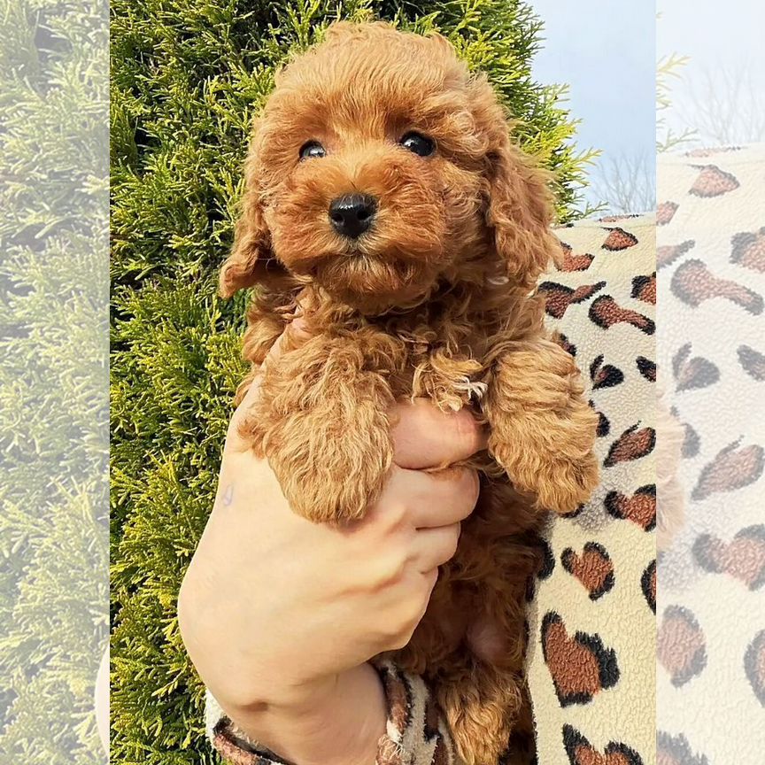 Пудель, щенок