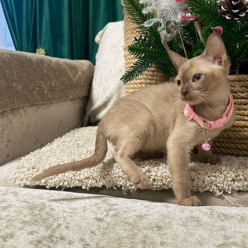 Шоколадная девочка бурма