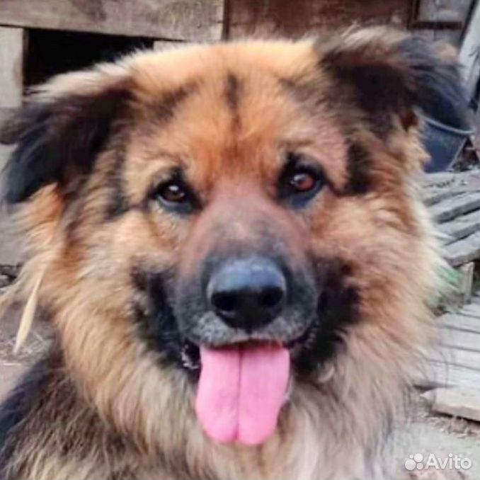 Пёсик Шарик- отличный охранник