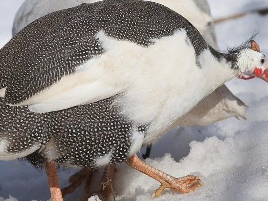 Цесарки