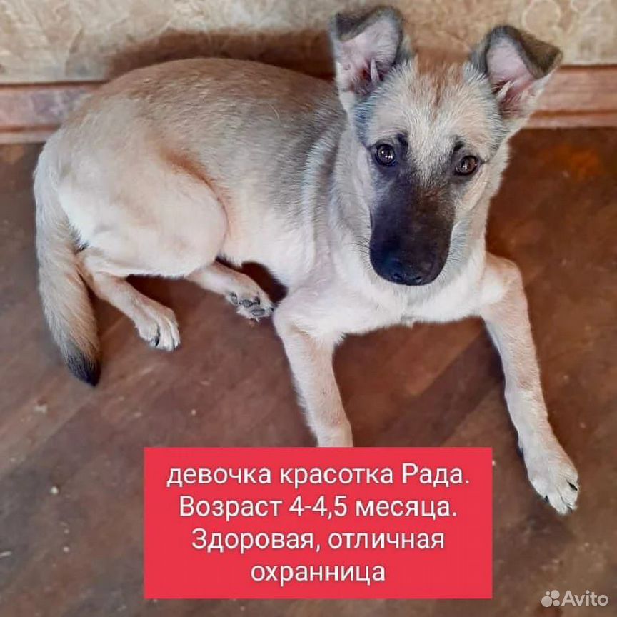 Добрые Пёсики ищут дом