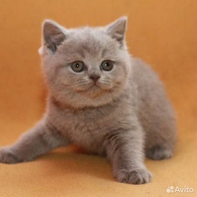 Британский лиловый котик