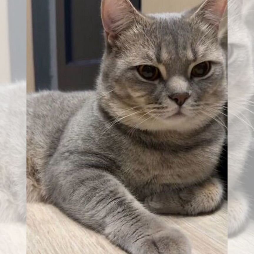 Британский кот вязка