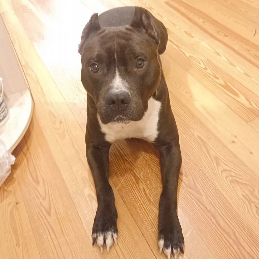 Американский стаффордширский терьер, взрослый пёс