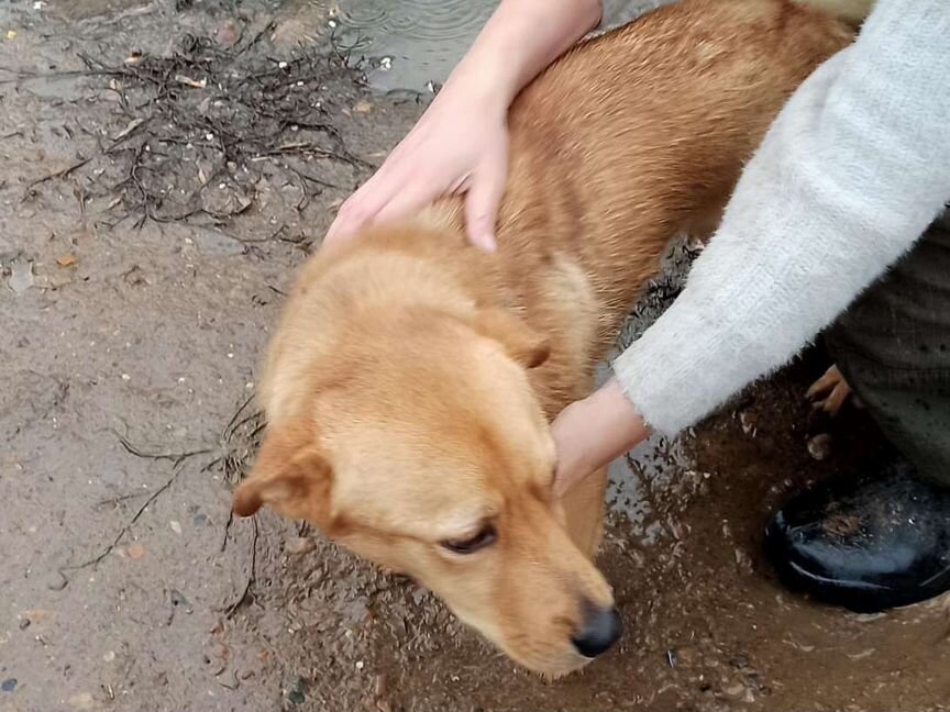 Небольшой коротколапый кобель ищет дом