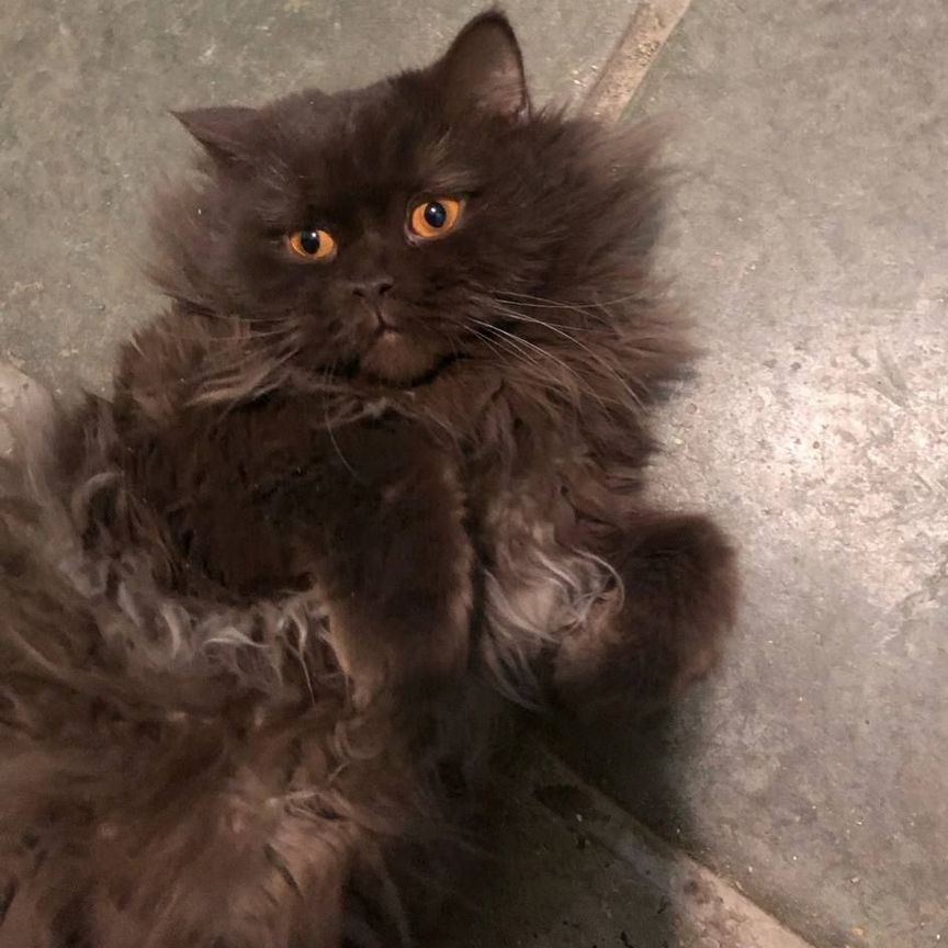 Выброшеннный котик