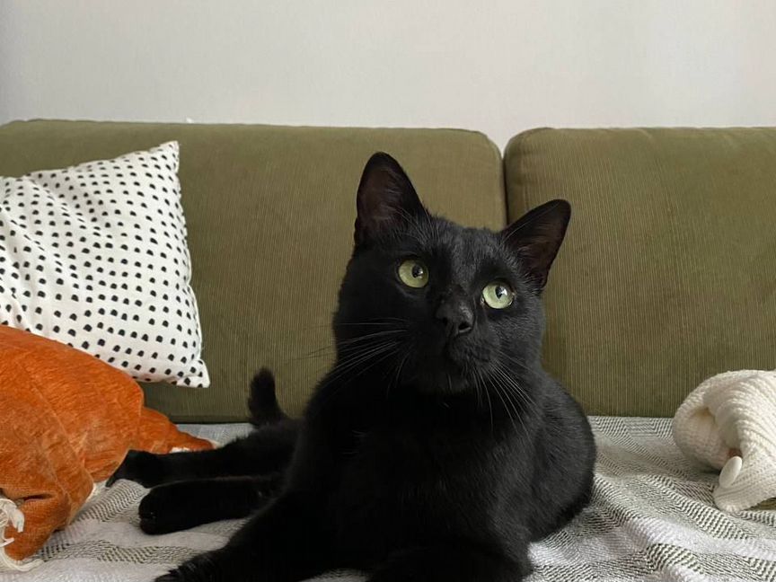 Молодой и ласковый кот в добрые руки