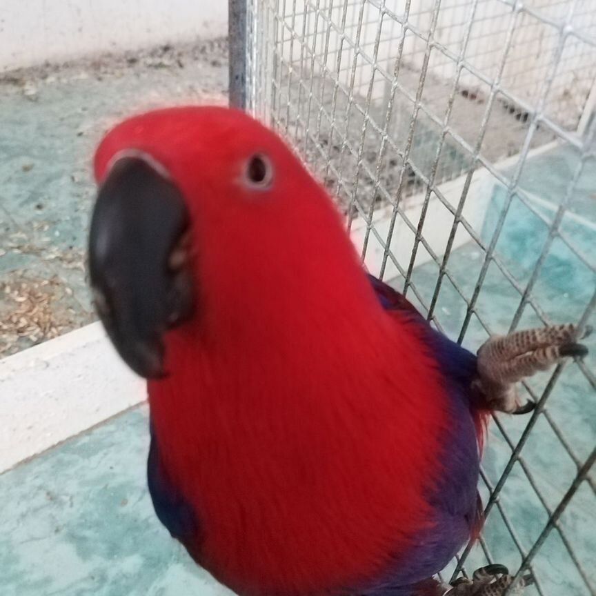 Попугай эклектус