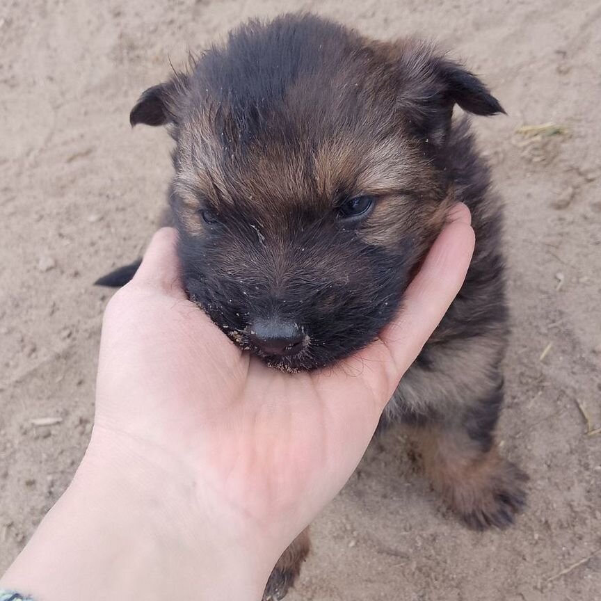 Немецкая овчарка, щенок