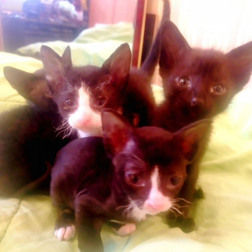 Котятки корниш-рекс