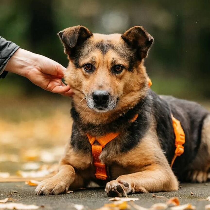 Взрослая собака в добрые руки