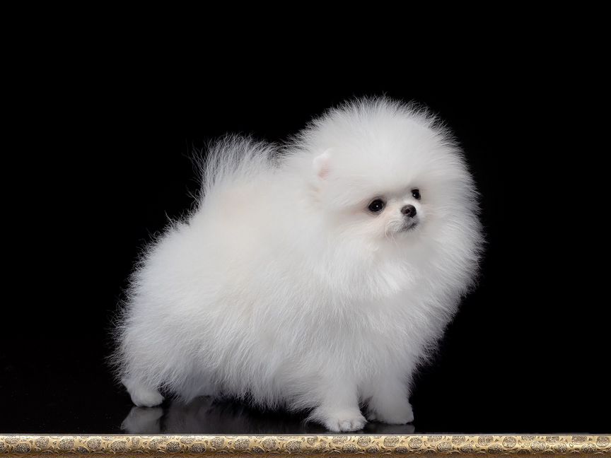 Собаки щенки шпиц