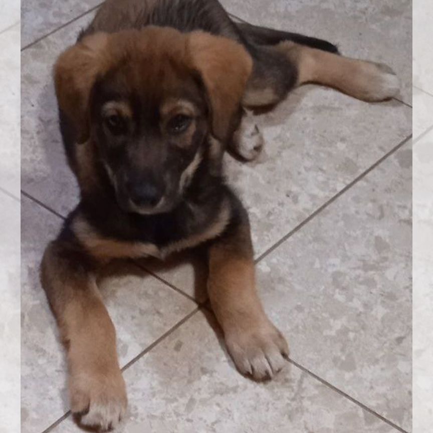 Щенок в добрые руки