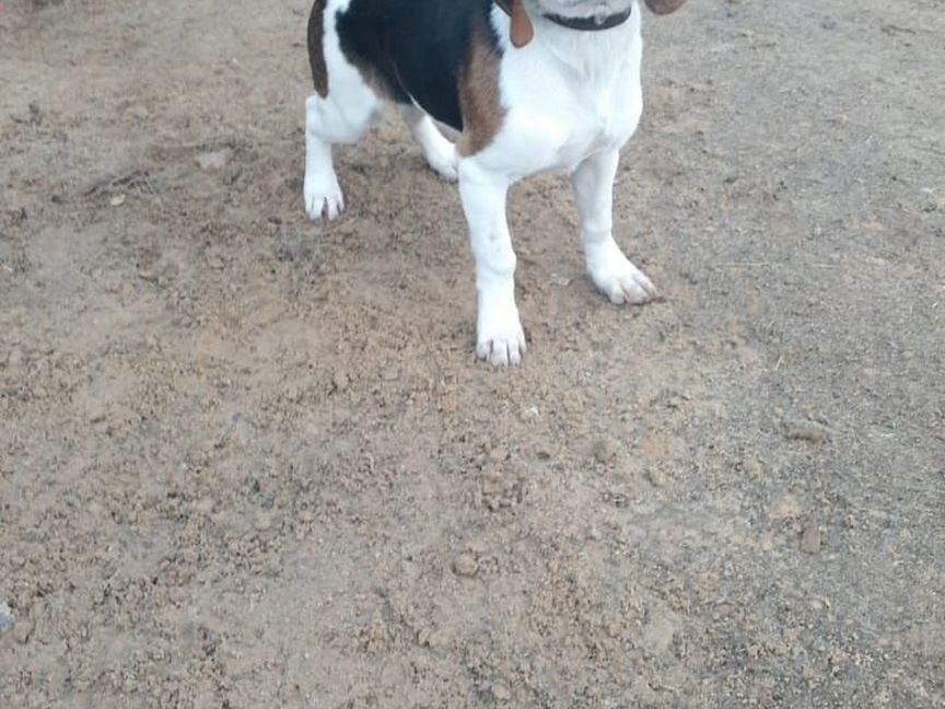 Щенок Эстонской гончей