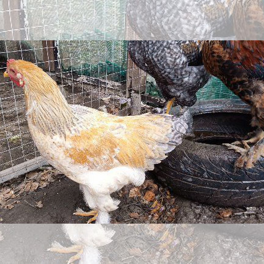 Молодые петухи