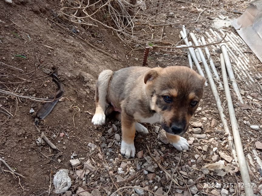 Щенок девочка очень умненькая ищет дом